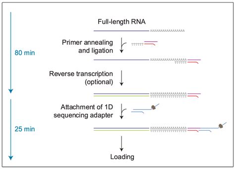 Adapter Sequence Nanopore At Lois Wing Blog
