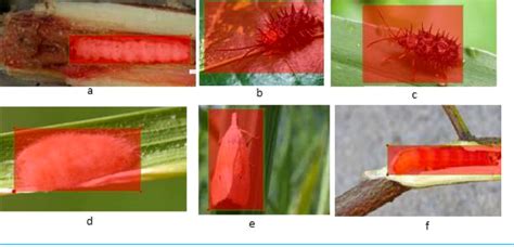 Figure 6 From A New Deep Learning Based Technique For Rice Pest Detection Using Remote Sensing