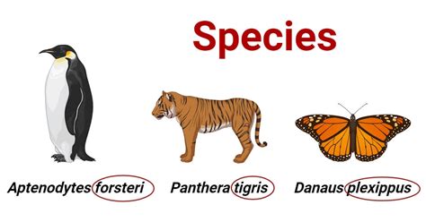 Species Classification Taxonomy Example Identification