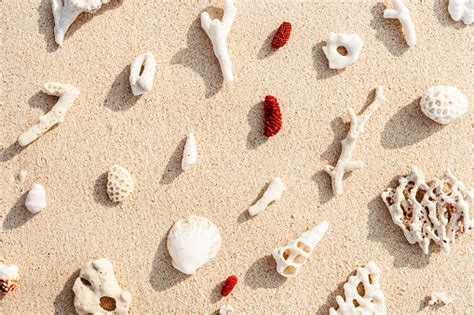 베이지 비치 모래에 모듬 조개와 산호 자연 모래 배경에 조개껍데기와 흰색과 빨간색 산호 조각에서 자연 평면 최소한의 크리에이티브 패턴 중립적 인 트렌드 톤 위의 전망 계절에