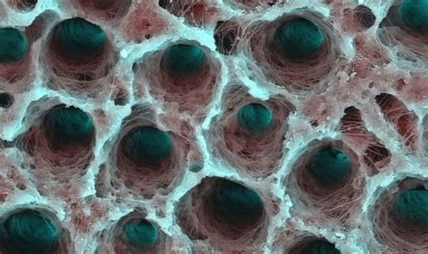 7 Totally Awesome And Terrifying Objects Under A Microscope