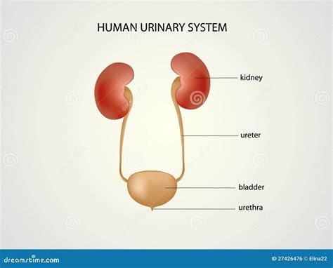 Human Urinary System Stock Vector Illustration Of Bladder 27426476