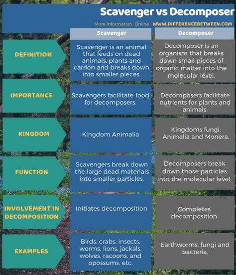 Difference Between Scavenger And Decomposer Compare The Difference Between Similar Terms