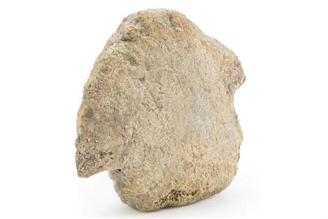 3 35 Hadrosaur Edmontosaurus Ungual Claw Bone Wyoming 306661