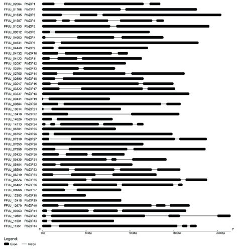 intron and exon distribution patterns in the coding sequence of ffbzip