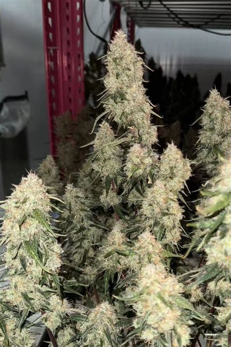 Container Farming – EcoGrow Farming Systems