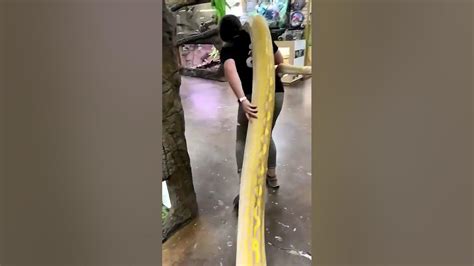 Difference Between Anaconda And Python Youtube