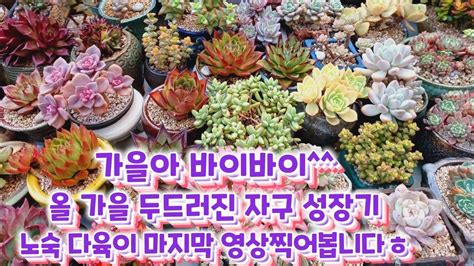 노숙하는 다육이 오늘 마지막 영상 찍고 실내로 들어갑니다 ㅎ 서운하네요 ㅎ가을동안 자구들이 뿜뿜하며 너무 잘 자랐어요 Youtube