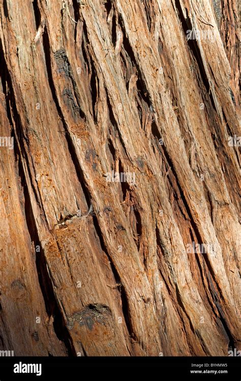 Bark Of Redwood Trees At A State Park California USA Stock Photo Alamy