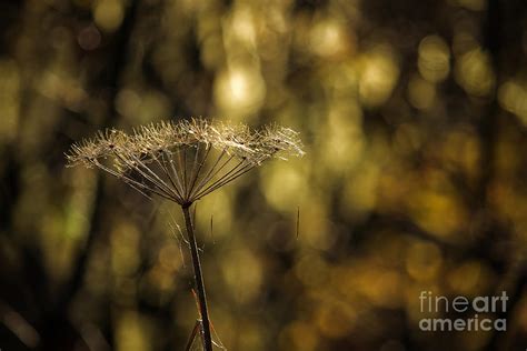 Golden Photograph By Belinda Greb Fine Art America
