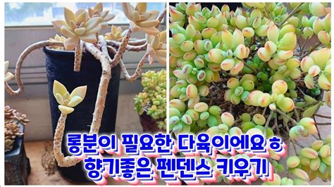 롱분이 필요한다육이~펜덴스도 이렇게 키워보세요 ㅎ Youtube