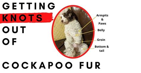 Getting Knots Out Of Cockapoo Fur 3 Proven Methods Cockapoo Pride