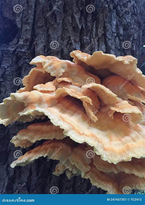 Closeup Of A Fungus On The Bark Of A Tree Stock Image Image Of Botany Landscape