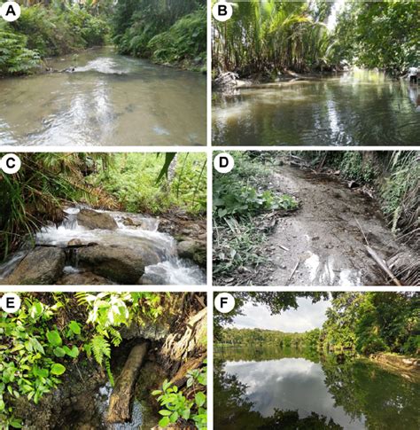 Representatives Of Freshwater Habitat Types A Stream Near Downstream