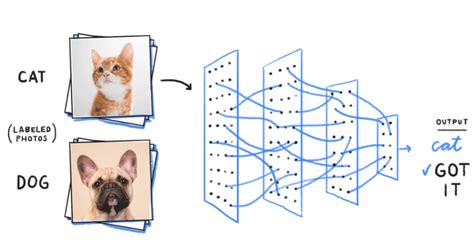 Image Recognition Using Python Cat Vs Dog Classification Freelancer