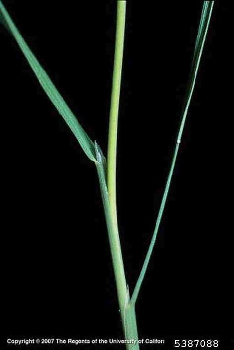 Creeping Bentgrass Identification