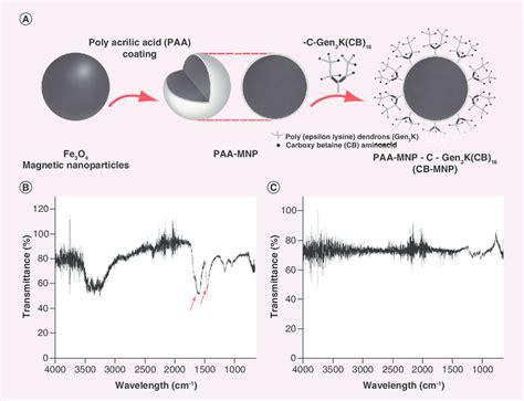 Magnetic Nanoparticle Design And Characterization A Schematic Download Scientific Diagram
