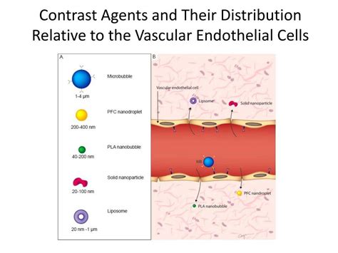 Ppt Ultrasound Imaging Contrast Agents And Therapy Bioe 498598 Dp