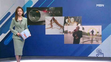 인터넷 와글와글 8차선 도로서 쿨쿨 인삼으로 착각 돕고 싶다