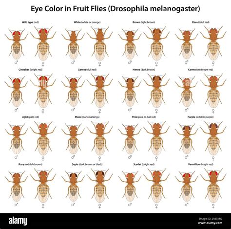 Drosophila Melanogaster
