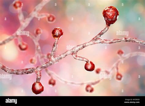 Blastomyces Dermatitidis Fungus Computer Illustration This Fungus Is