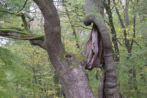 Field Guide To Tree Related Microhabitats