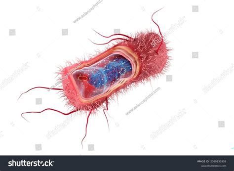 Anatomía De Escherichia Coli Ilustración Digital Ilustración De Stock 2360233959 Shutterstock