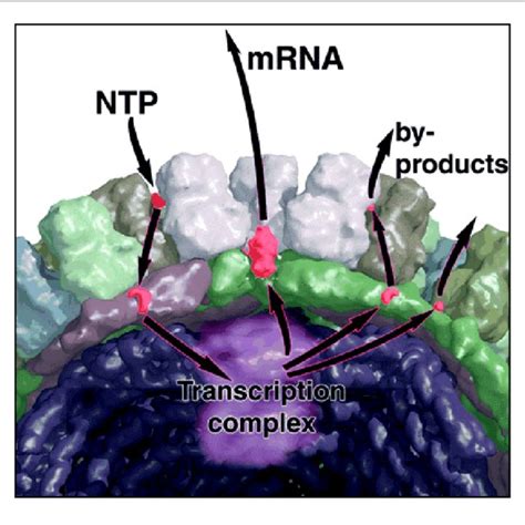 2 Cartoon Illustrating The Movement Of The NTP Raw Material Into The Download Scientific