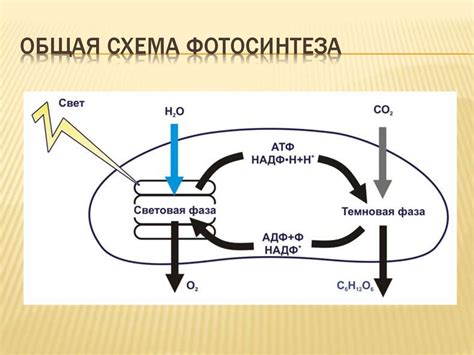 Фотосинтез и хемосинтез 10 класс Online Presentation