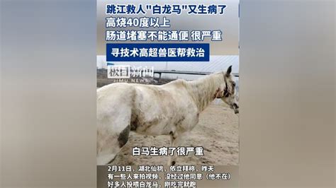 跳江救人白龙马又生病了高烧40度以上肠道堵塞不能通便很严重寻技术高超兽医帮救治 腾讯新闻
