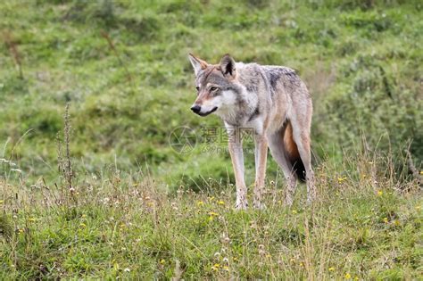 一只狼在大自然中的肖像高清图片下载 正版图片503424334 摄图网