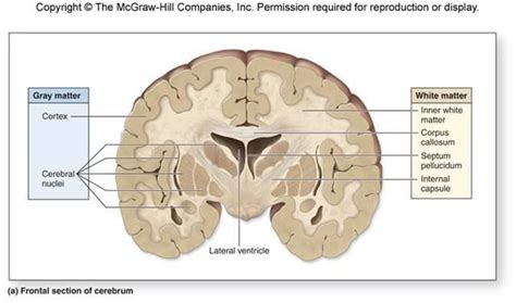 Cerebral Cortex Gray Matter