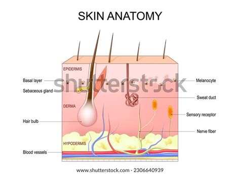 Hypoderma Photos And Images Shutterstock