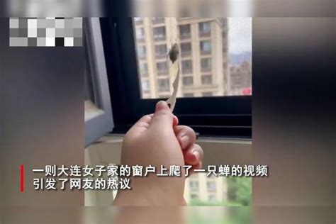 女业主用牙签隔着窗纱驱婵，猛戳一下耳朵瞬间清净，就是有点不讲武德窗纱耳朵女业主