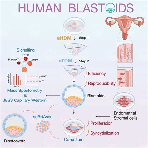 Cell Stem Cell：吴军 于乐谦团队建立新一代人类“类囊胚”并探索母胎对话 腾讯新闻
