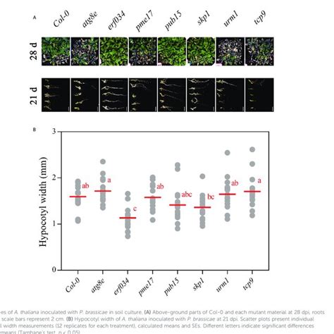 Mapping Of Candidate Cr Locus A Phenotype Identification Of Two Download Scientific Diagram