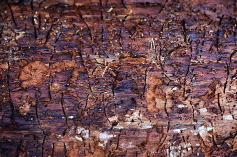 Fungal Tree Diseases Causes And Symptoms