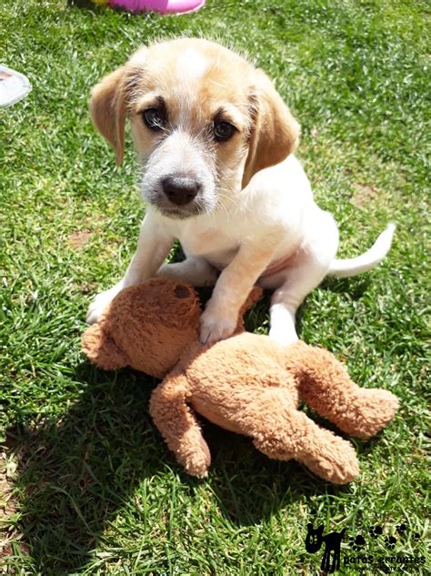 Patas Errantes Fiona