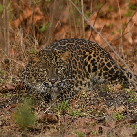 Kali Tiger Reserve And Dandeli Wildlife Sanctuary Info Ktr