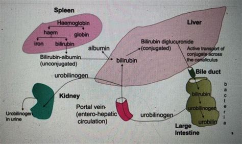 BY BC Liver Function Tests Flashcards Quizlet