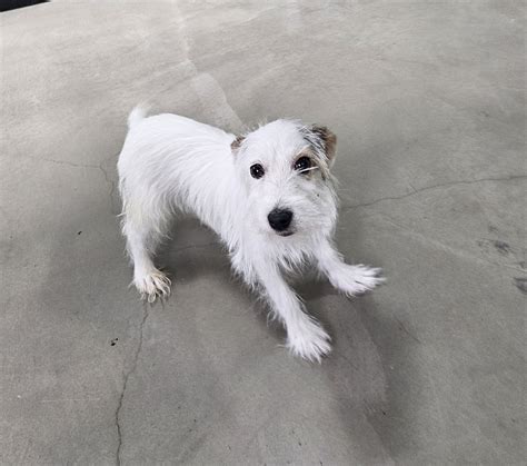 잭러셀테리어제키 강아지책임분양 컴투펫케어센터