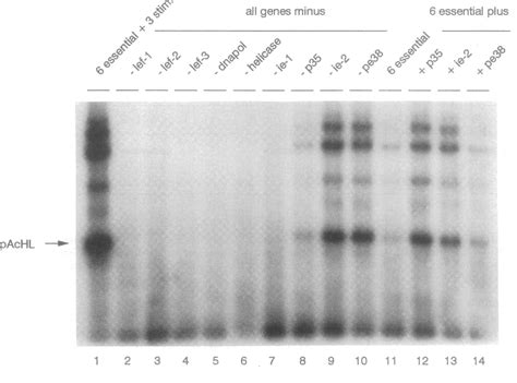 Figure 2 From Identification Of Genes Involved In Dna Replication Of The Autographa Californica