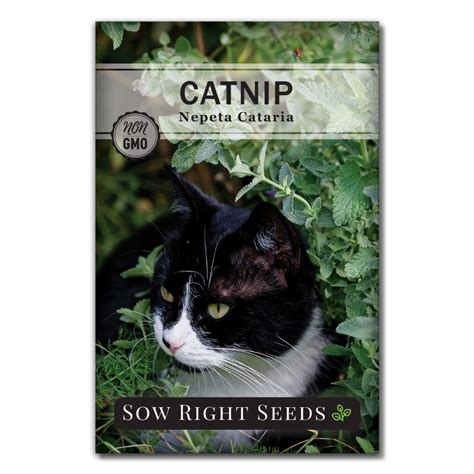 Catnip Seeds For Planting Pet Safe Herb That Your Cat Will Love Sow