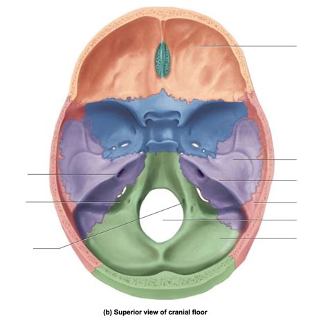 Skull Anatomy Superior View At Bobby Holman Blog