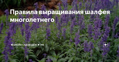 Правила выращивания шалфея многолетнего 🌿Школа садоводов Марии В Дзен