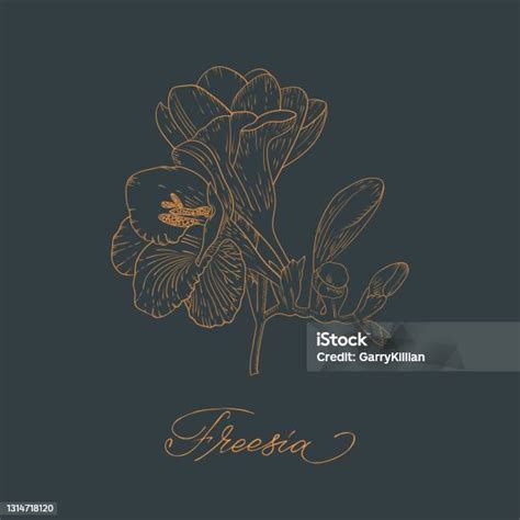 색상 스플래츠와 프리시아 꽃의 추상적 인 라인 아트 프리시아 윤곽 그리기 최소한의 꽃 그림 벡터에 대한 스톡 벡터 아트 및 기타 이미지 Istock