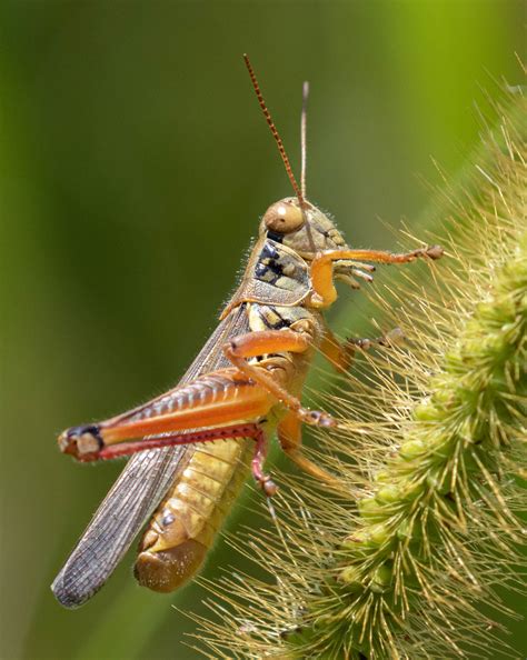 About Red Legged Grasshopper Maryland Biodiversity Project