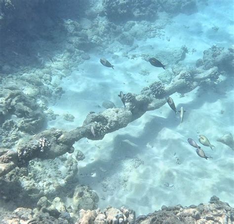 Kalanianiole Beach Park All You Should Know Before Going 2026 With