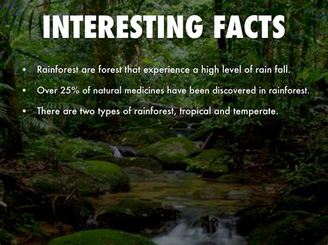 10 Fun Facts About The Amazon Rainforest