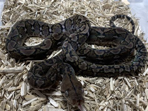 Reticulated Pythons Reptile Forums